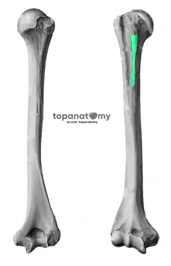 Level 5 - Кости свободной верхней конечности - Анатомия человека - Memrise