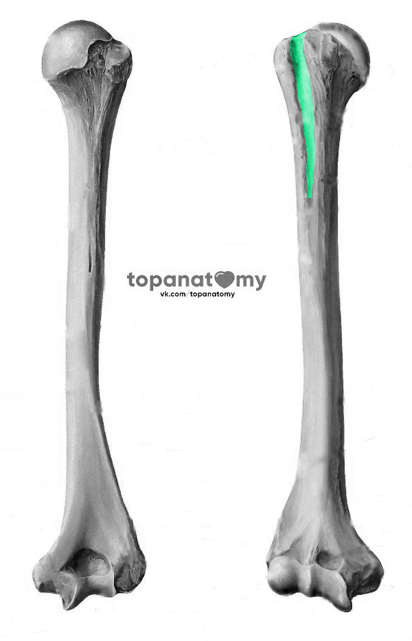 Sulcus Muscle
