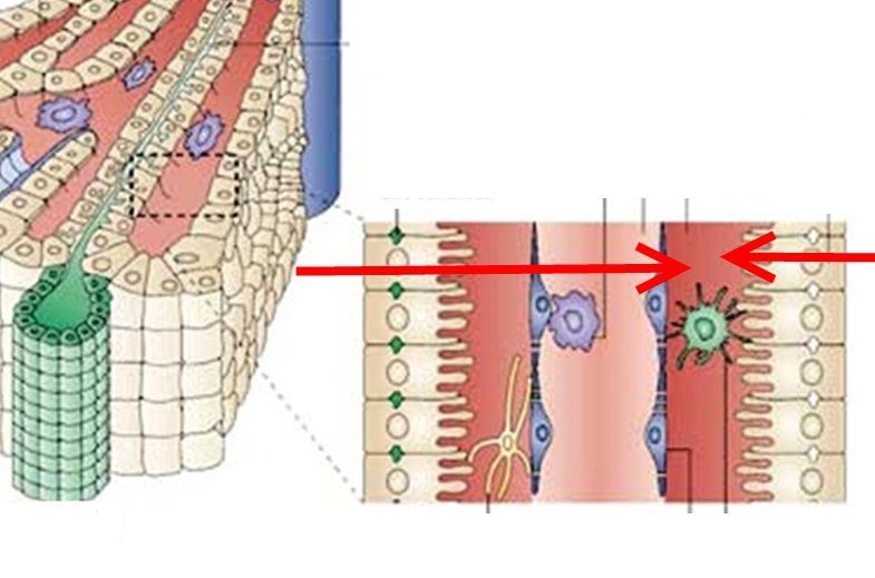Level 83 - Durham University Medicine ... - Memrise