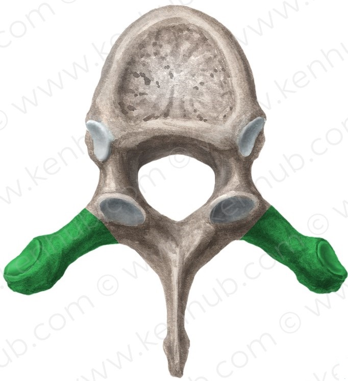 Level 6 - Rumpfskelett I - Propädeutik Makroanatomie HHU - Memrise