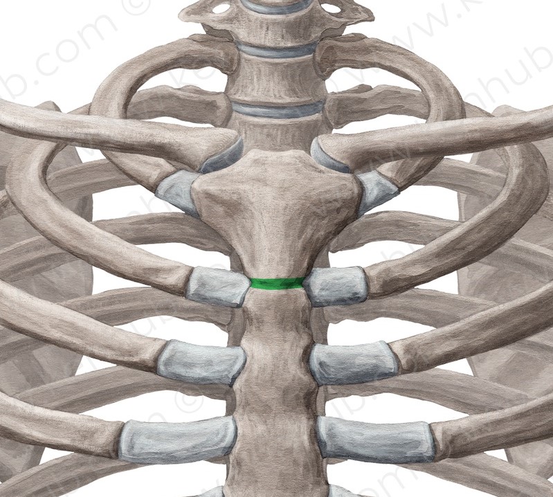 Level 6 - Rumpfskelett I - Propädeutik Makroanatomie HHU - Memrise