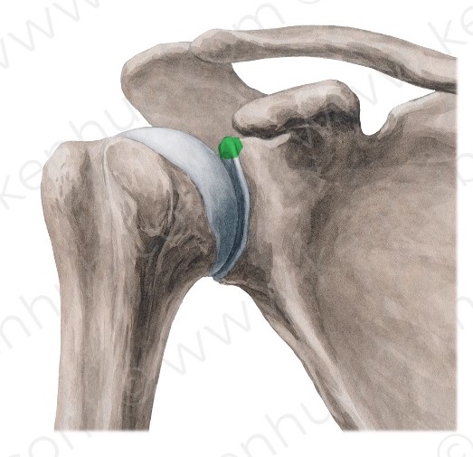 Level 8 - Skelett der oberen Extremität I - Propädeutik Makroanatomie ...