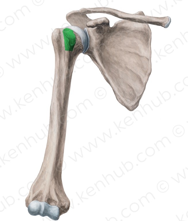 Level 8 - Skelett der oberen Extremität I - Propädeutik Makroanatomie ...