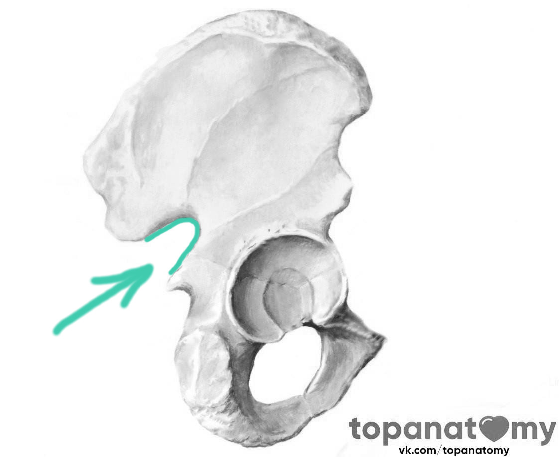 Level 6 - Кости пояса нижней конечности - Анатомия человека - Memrise