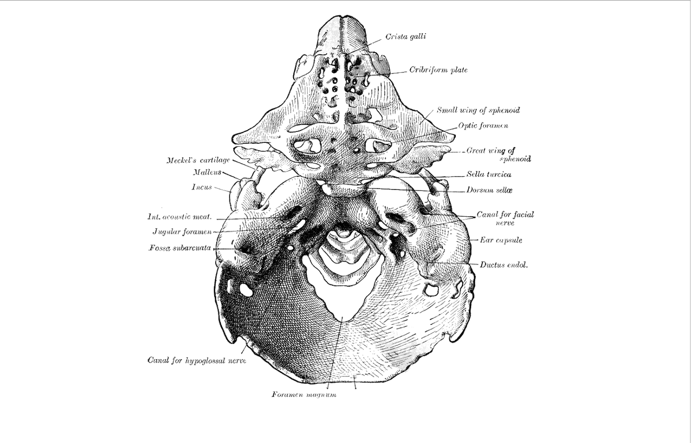 Level 2 - Gray's Anatomy - Memrise