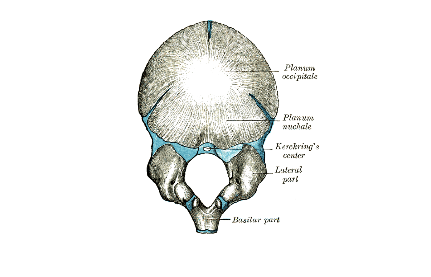 Level 2 - Gray's Anatomy - Memrise