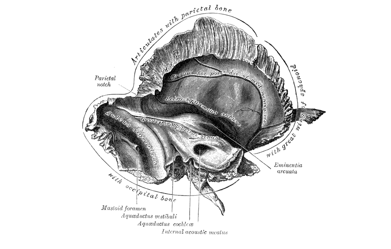 Level 2 - Gray's Anatomy - Memrise