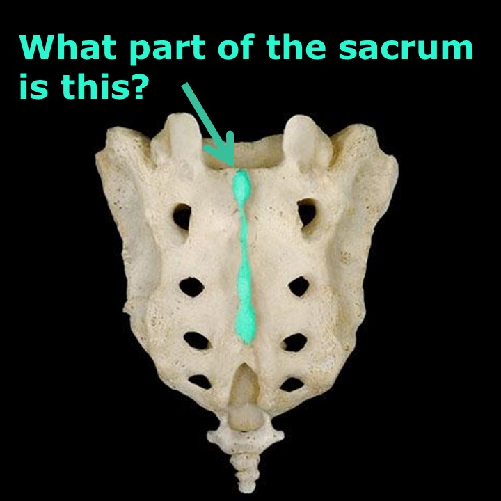 Level 18 - Human Anatomy I - Memrise