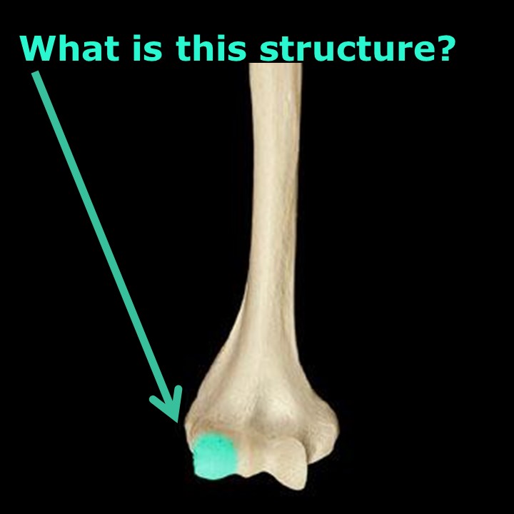 Level 20 - Human Anatomy I - Memrise