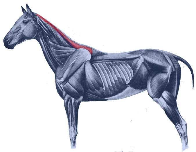 Level 1 - Equine Muscle anatomy - Memrise