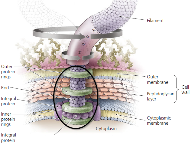 Level 6 - Microbiology with Diseases by… - Memrise