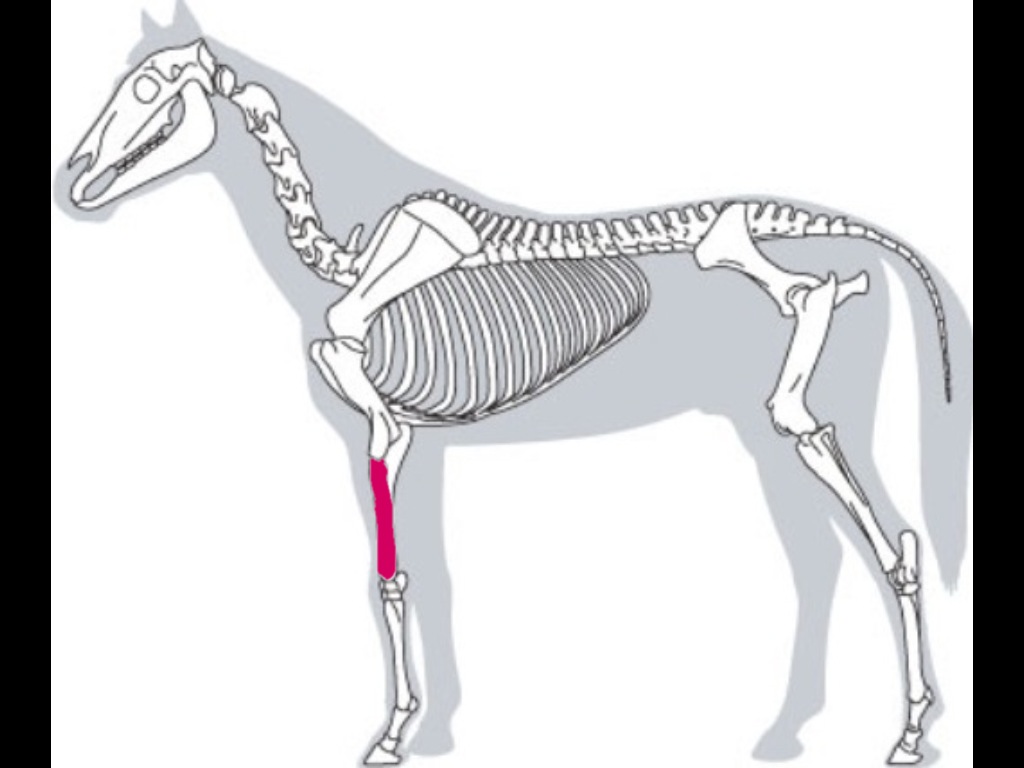 Level 1 - Equine Skeleton - Memrise