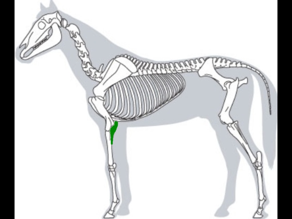 Level 1 - Equine Skeleton - Memrise