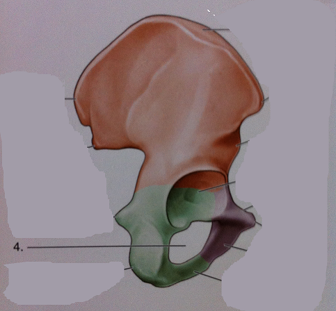 Obturator Foramen Contents