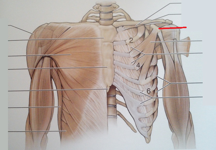 Level 12 Anatomy Of The Extremities Memrise
