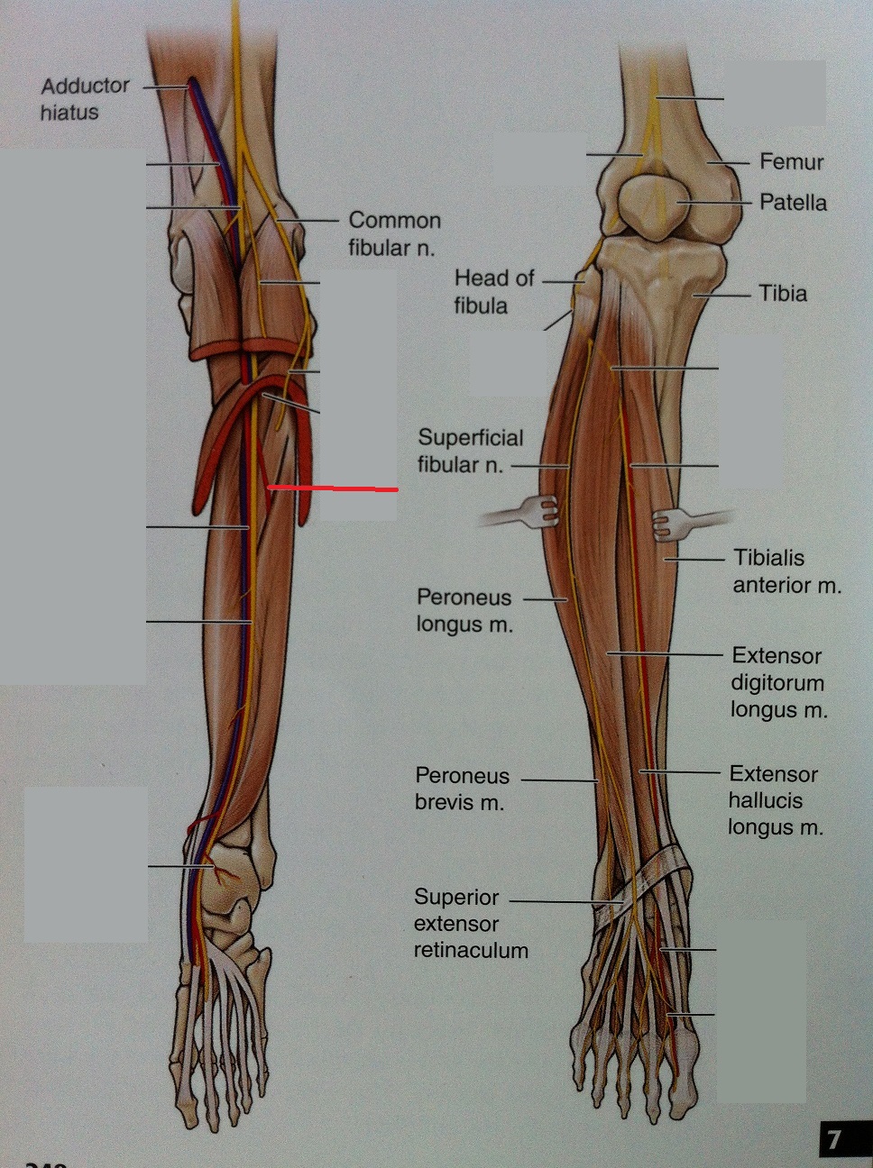 Level 115 - Anatomy of the Extremities - Memrise