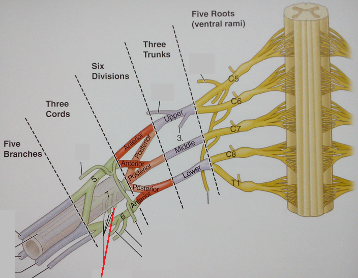 Level 45 - Anatomy of the Extremities - Memrise