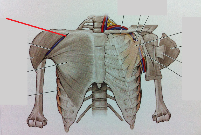 Level 44 - Anatomy of the Extremities - Memrise