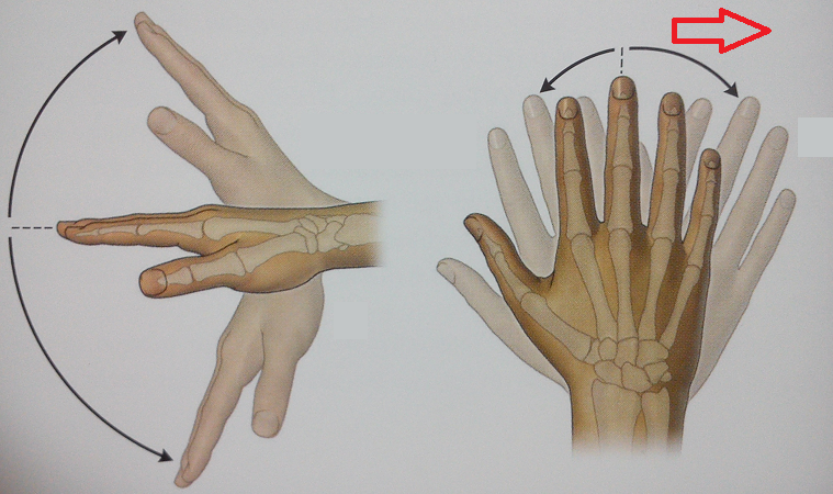 Ulnar Deviation