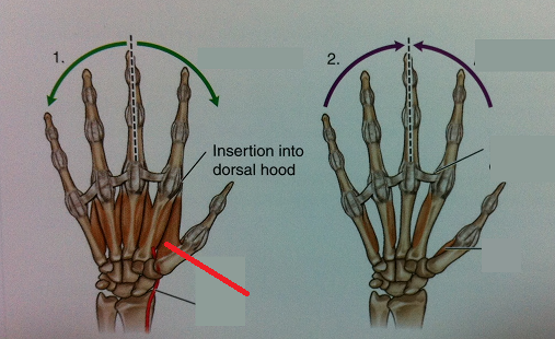 Level 80 - 6.49 Interossei Muscles - Anatomy of the Extremities - Memrise