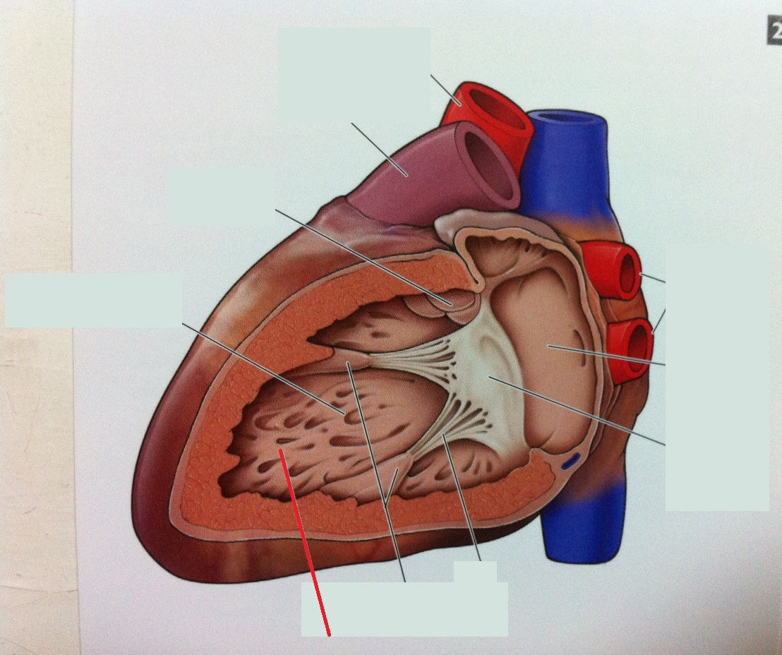 Level 27 - Anatomy of the Extremities - Memrise