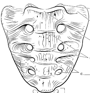 Sacrum And Coccyx Labeling Worksheet Sketch Coloring Page