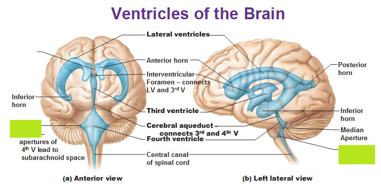 Level 7 - Neuroanatomy (CNS Morphology) - The Nervous System (Oxford ...