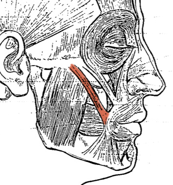 Level 9 - Muscles 5 (Head) - Artistic Anatomy - Memrise