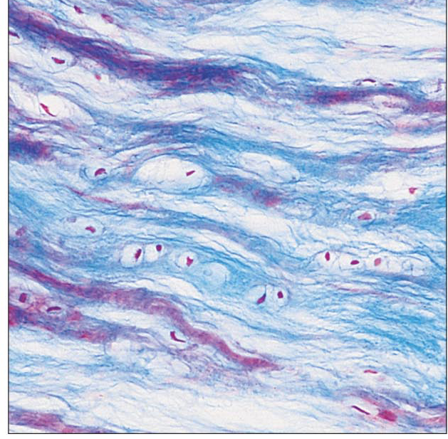 Level 5 - Human anatomy and physiolog... - Memrise