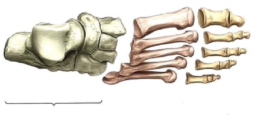 Level 1 - Regions of the Foot - Foot Anatomy - Memrise