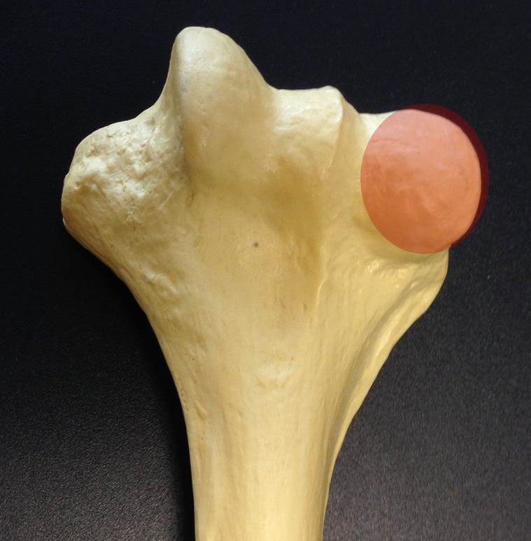 Level 3 - Humerus - Elbow Anatomy and Fracture Classification - Memrise