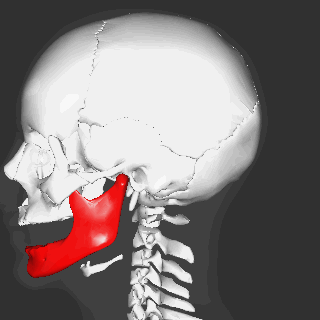 Level 1 - Skull - Human Body : Bones - Memrise