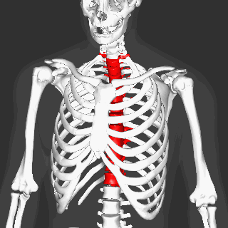 Level 2 - Torso & Arms - Human Body : Bones - Memrise