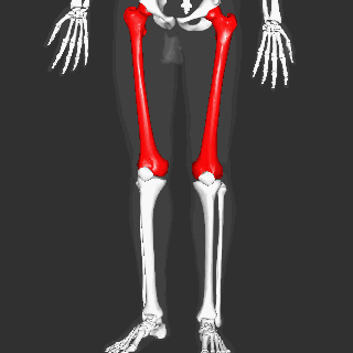 Level 4 - Hips & Legs - Human Body : Bones - Memrise