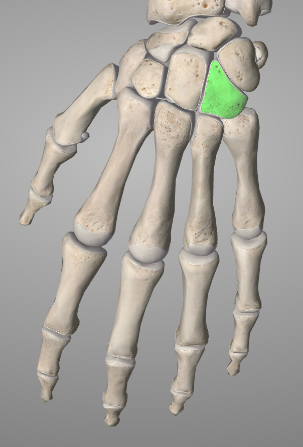 Level 2 - Principles - Bones of the Wrist - MBChB Anatomy (Dundee ...