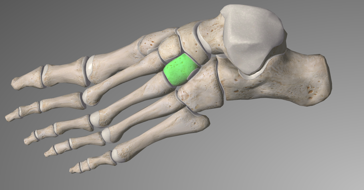 Cuneiform Bone