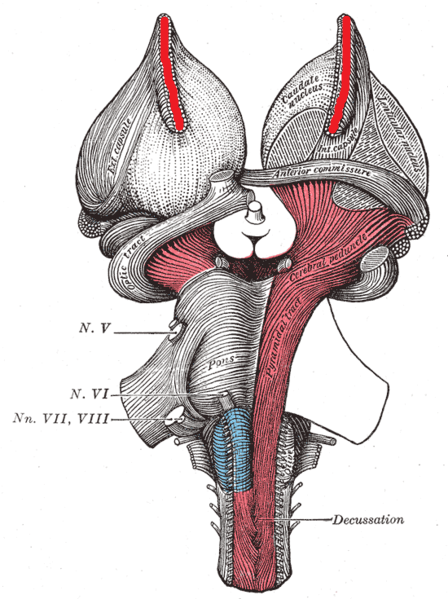 Level 5 - Basal Ganglia - Human Neuroanatomy - Memrise