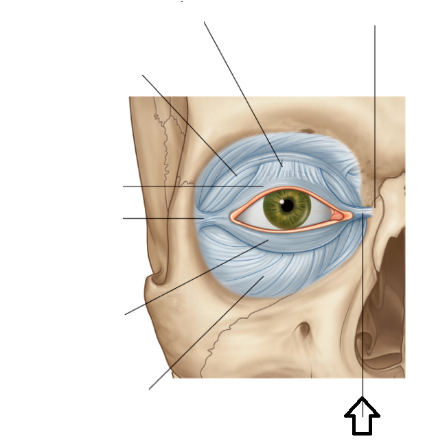 Level 1 - 1 - 100 - Head and Neck - Memrise