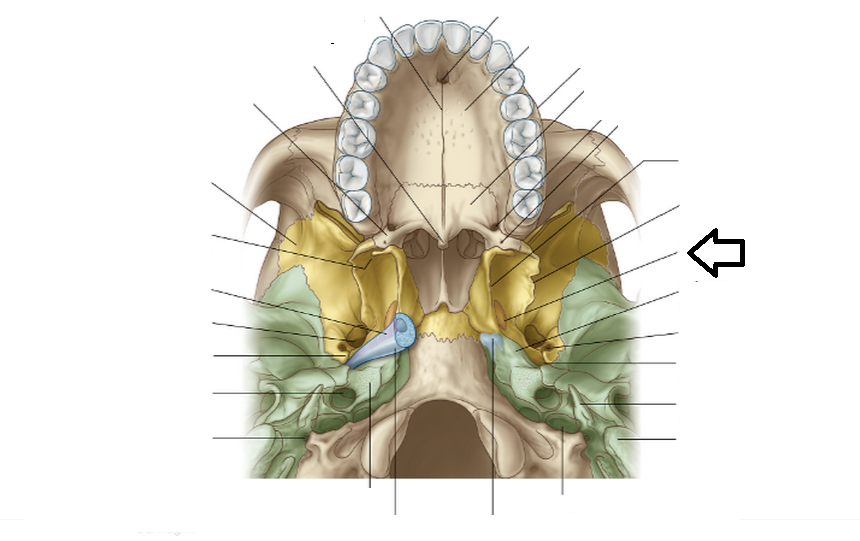 Level 2 - Head and Neck - Memrise