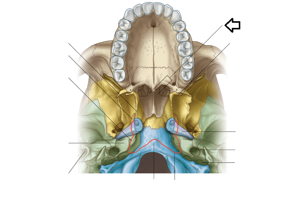Level 2 - Head and Neck - Memrise