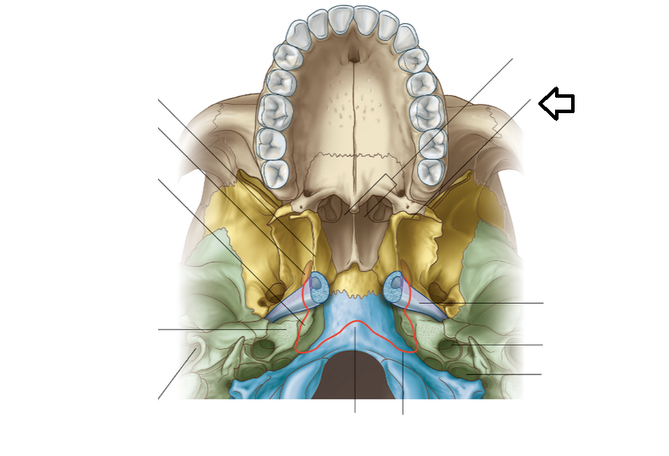 Level 2 - Head and Neck, - Memrise