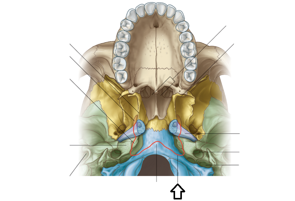 Piriform Fossa, Pyriform Sinus Anatomia – TISE