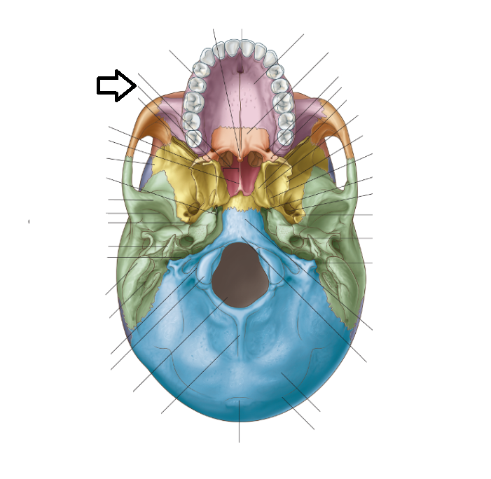 Level 5 401 500 Head And Neck Memrise