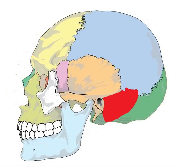 Level 4 - Huesos cara - (D) Anatomía - Memrise