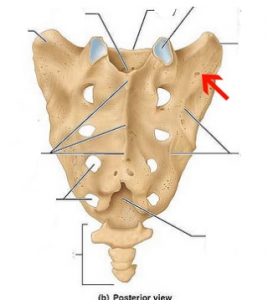 Level 3 - Skeletal Anatomy - Memrise