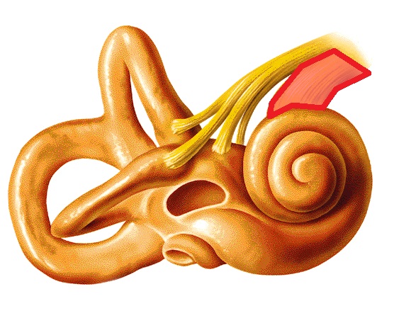 Level 10 - Oído - (D) Anatomía - Memrise