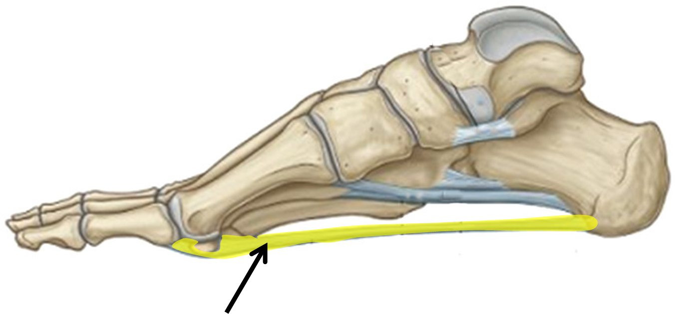 Level 6 - Ligaments of Foot (most relevant)) - Foot Anatomy - Memrise
