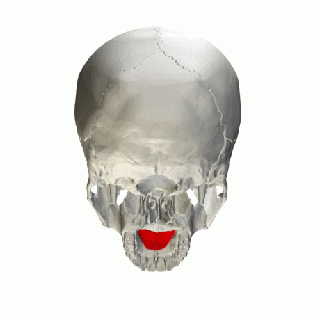 Level 17 - Human Anatomy I, anatomy - Memrise
