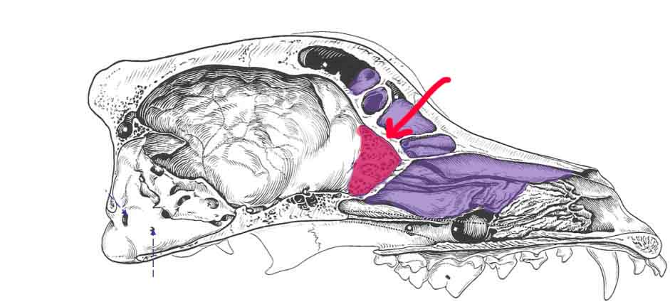 Level 23 - Tema 4. Etmoides, vómer y frontal - Anatomía 1º VET - Memrise