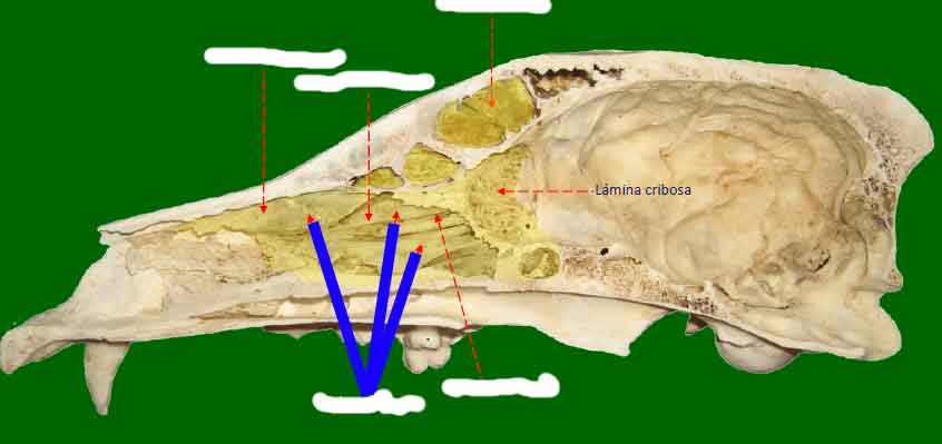 Level 23 - Tema 4. Etmoides, vómer y frontal - Anatomía 1º VET - Memrise
